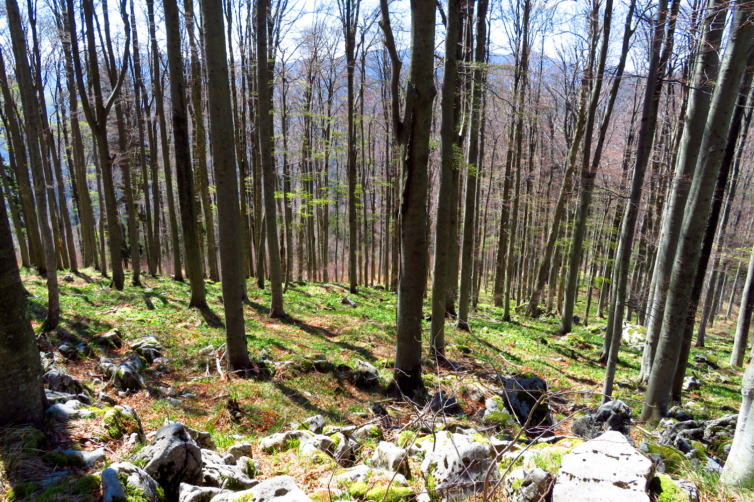Fotoreportaže iz potovanj. Svet kot ga vidim.: Trnovski gozd: pohod na ...