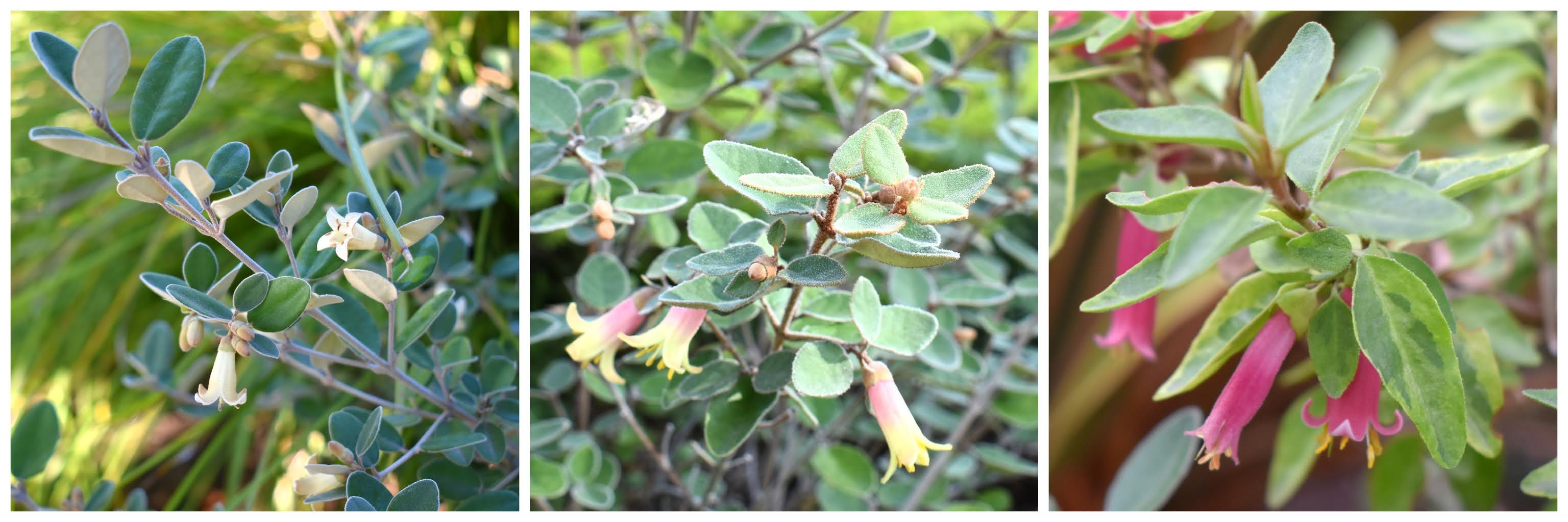 Late to the Garden Party: Bloom Day - October 2020