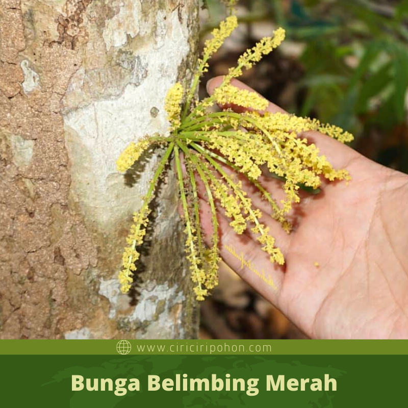 Ciri Ciri Pohon Belimbing Merah (Baccaurea angulata) Di Alam Liar ...