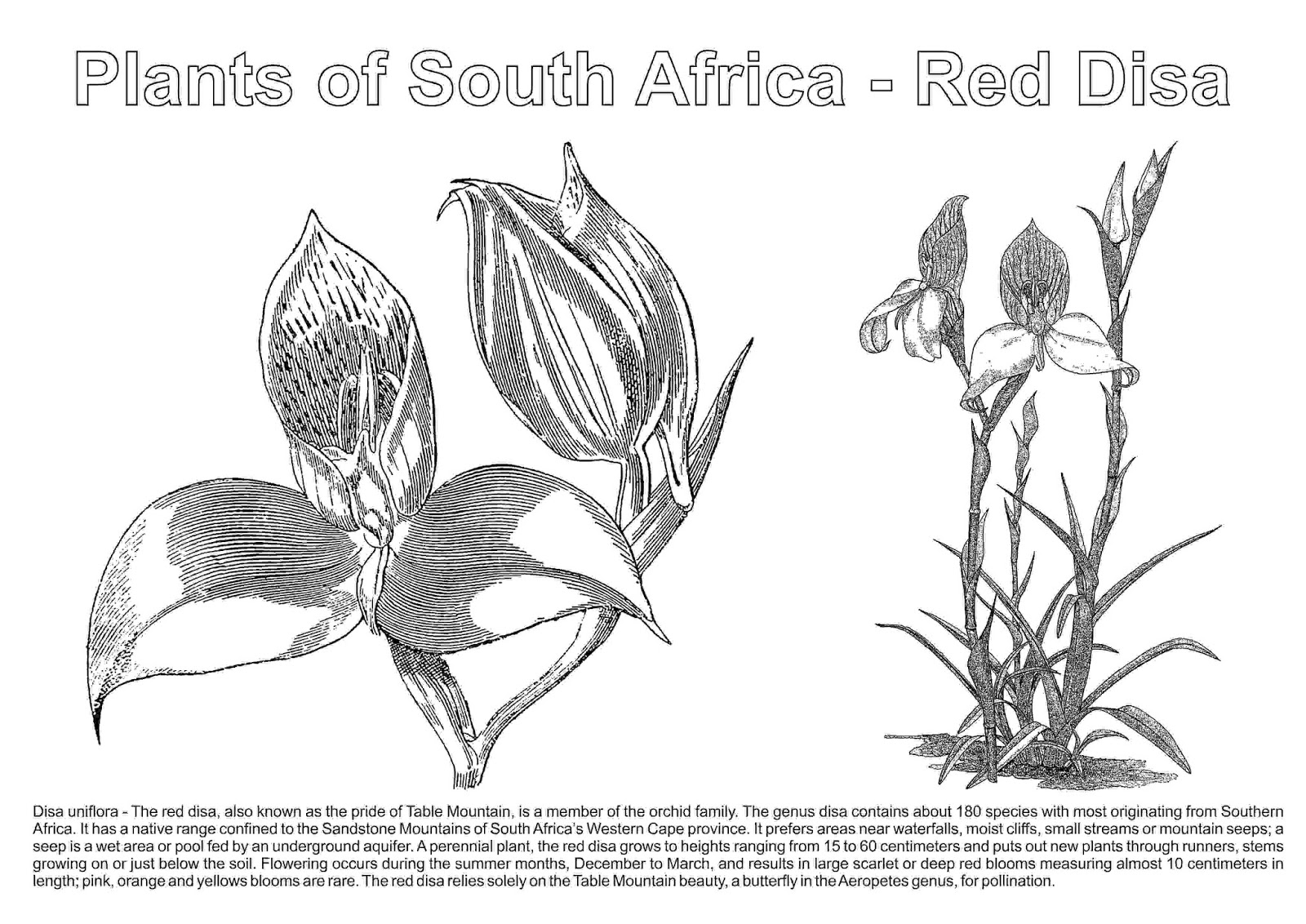 The Nations of the World: Plants of South Africa - Red Disa