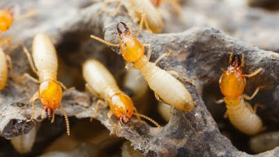 .: La gigantesca ciudad subterránea hecha por termitas en Brasil.