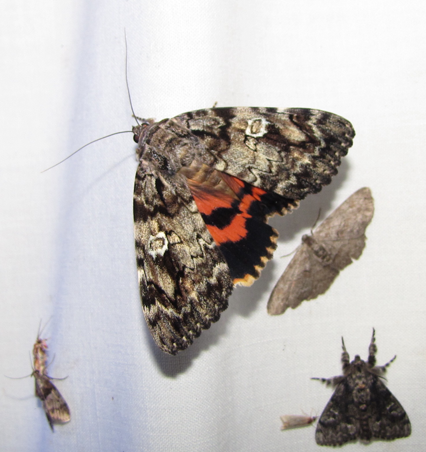 Bug Eric: Coming Soon: National Moth Week