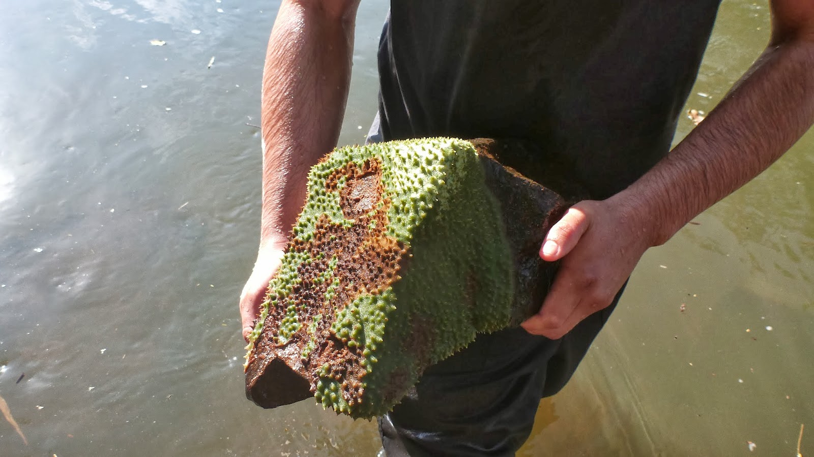 Distribuição de Esponjas Continentais no Baixo Curso do Rio da Bulha