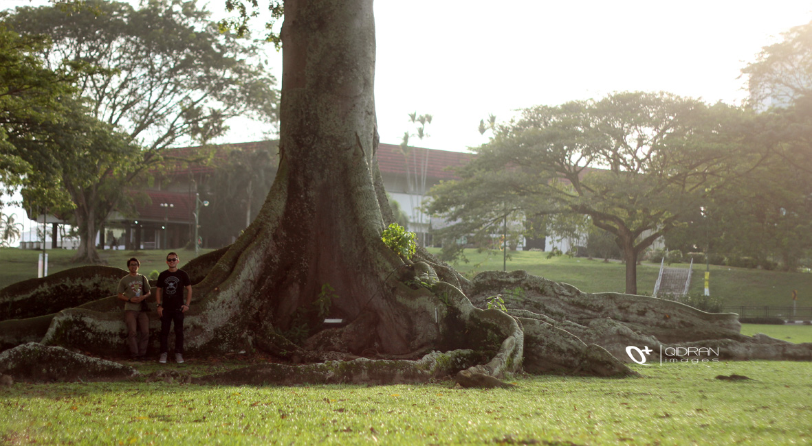 qidr.an ©: Borneo trip 2013 | Kuching pt VI : Giant Kekabu Tree