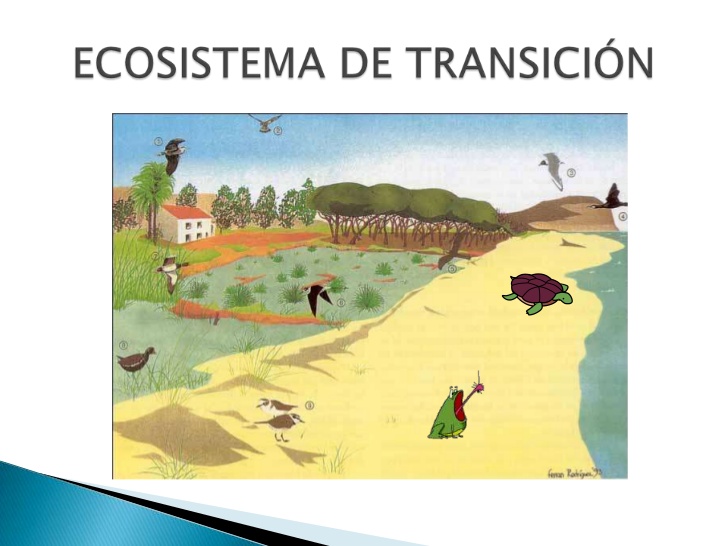 Orbis Terrarum: Ecosistemas de Transición