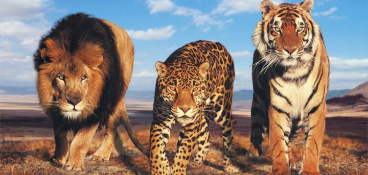 Nunca dê as costas para grandes felinos