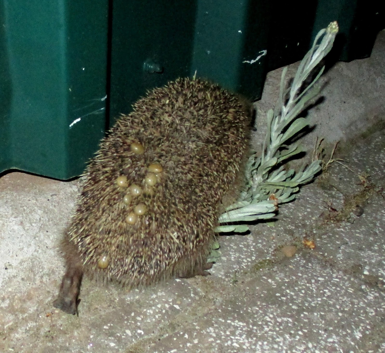 Ambiente Santo Tirso: Ouriço-Cacheiro