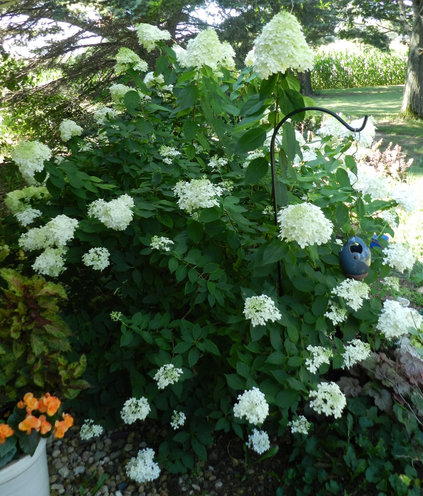 Prairie Rose's Garden: August Bloom Day