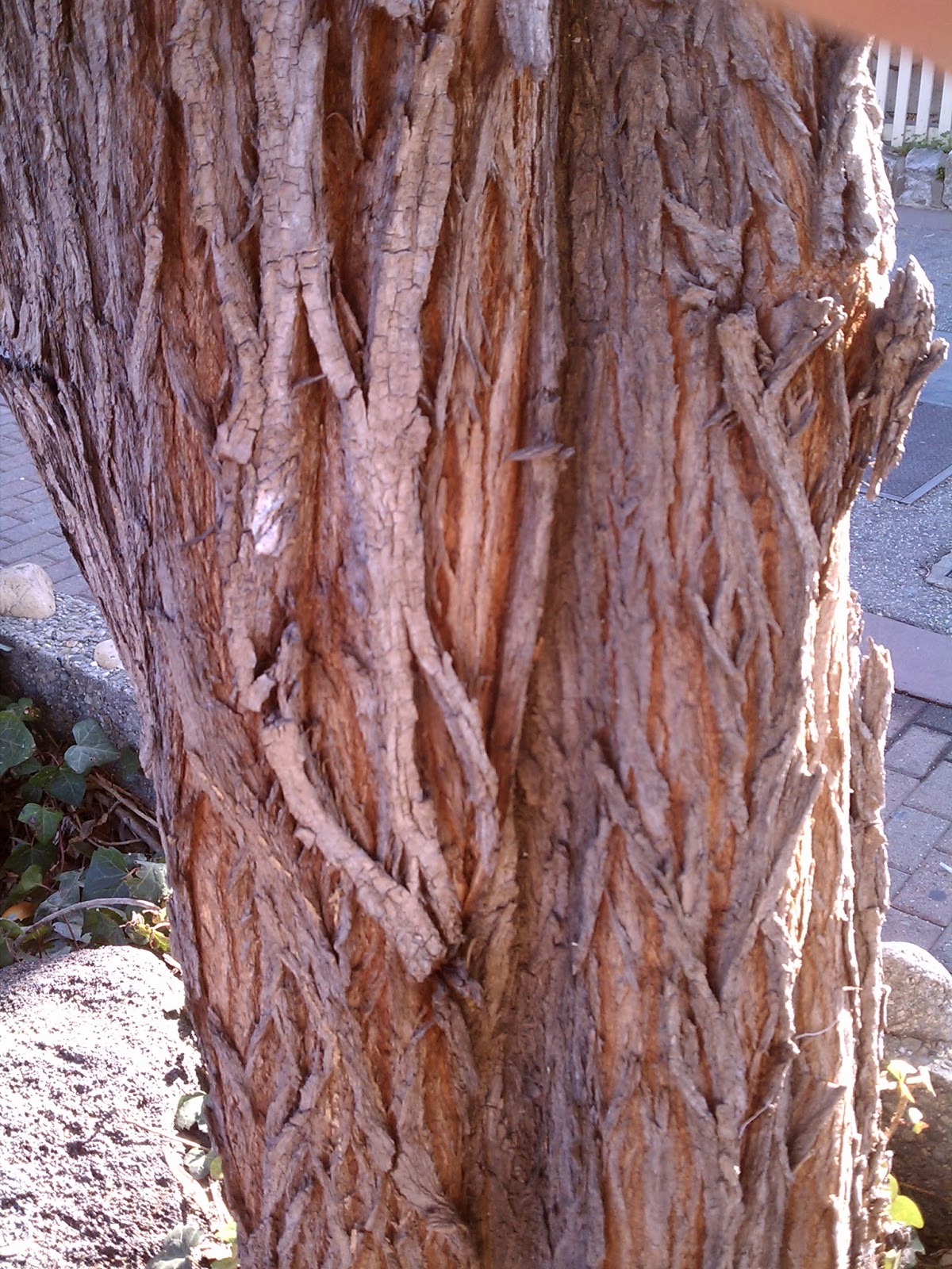 Trees of Santa Cruz County: Agonis flexuosa - Peppermint Willow
