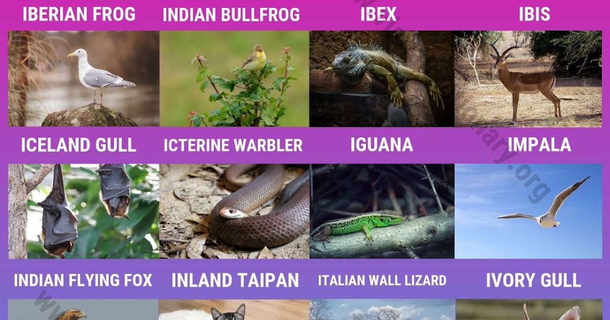 Animals That Start With The Letter I ~ Thankyou Letter