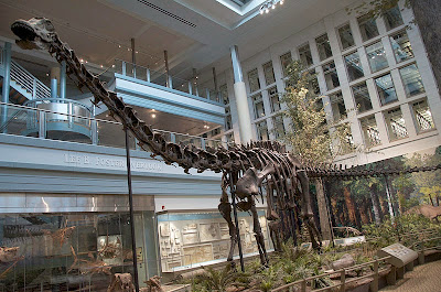 Variety of Life: Neosauropoda