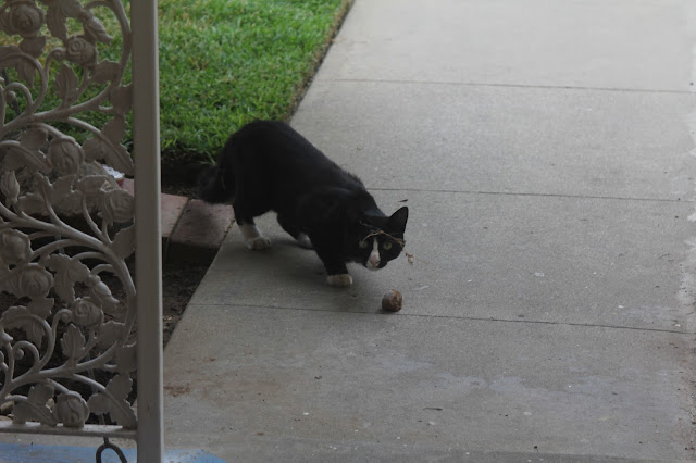 Photographs of a Mad Richard : The Cat and the Meatball