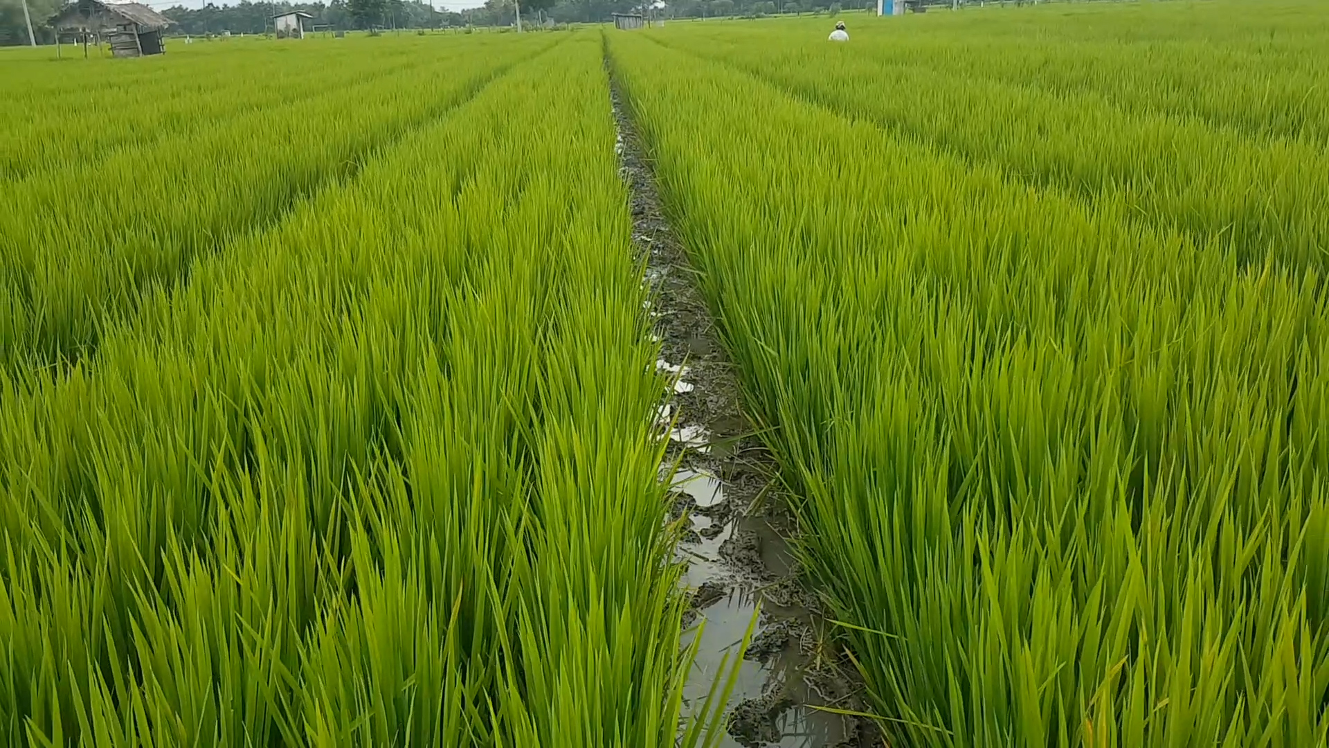 Perlakuan Khusus Saat Padi Bunting - Pandu Farm