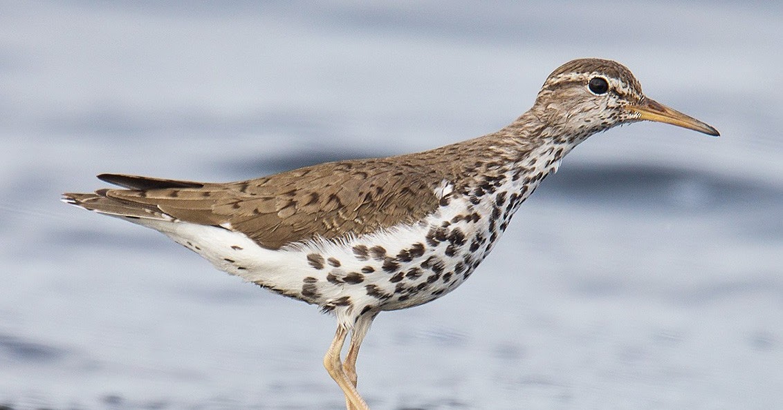 Pemandangan Langka: Polyandrous Birds!