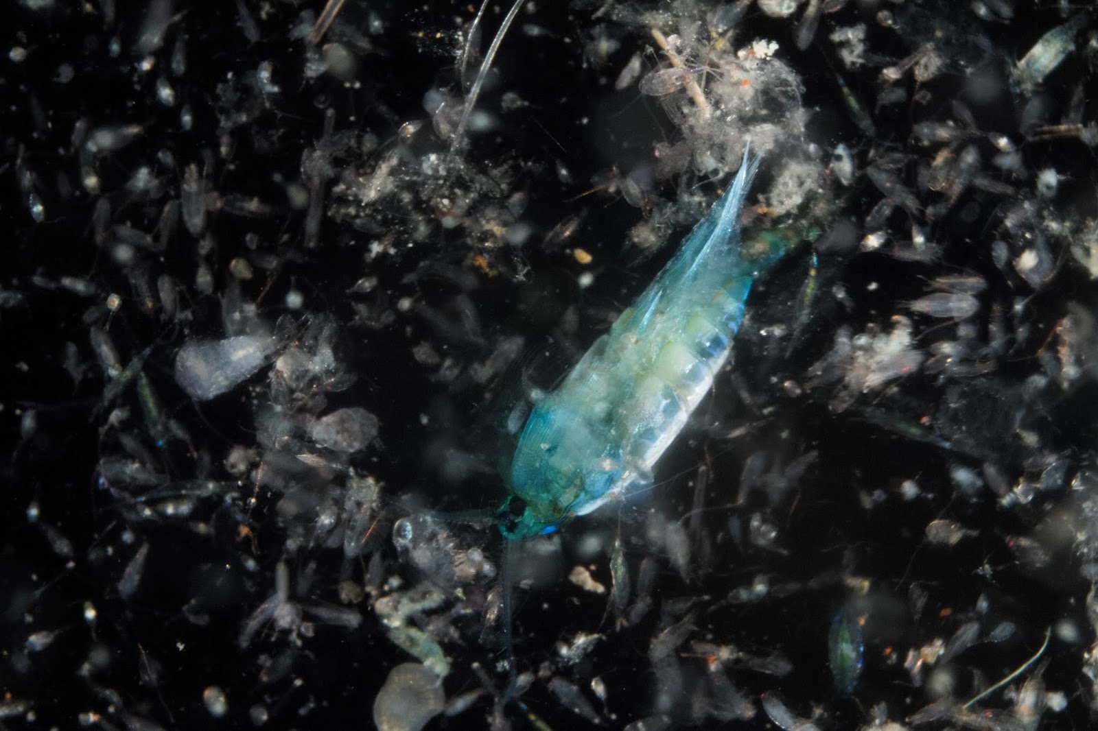 EL FITOPLANCTON, EL GRAN GENERADOR BIOLÓGICO DE OXÍGENO ATMOSFÉRICO