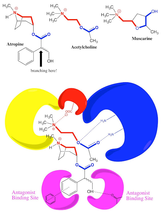 Atropine: Structure Activity Relationship