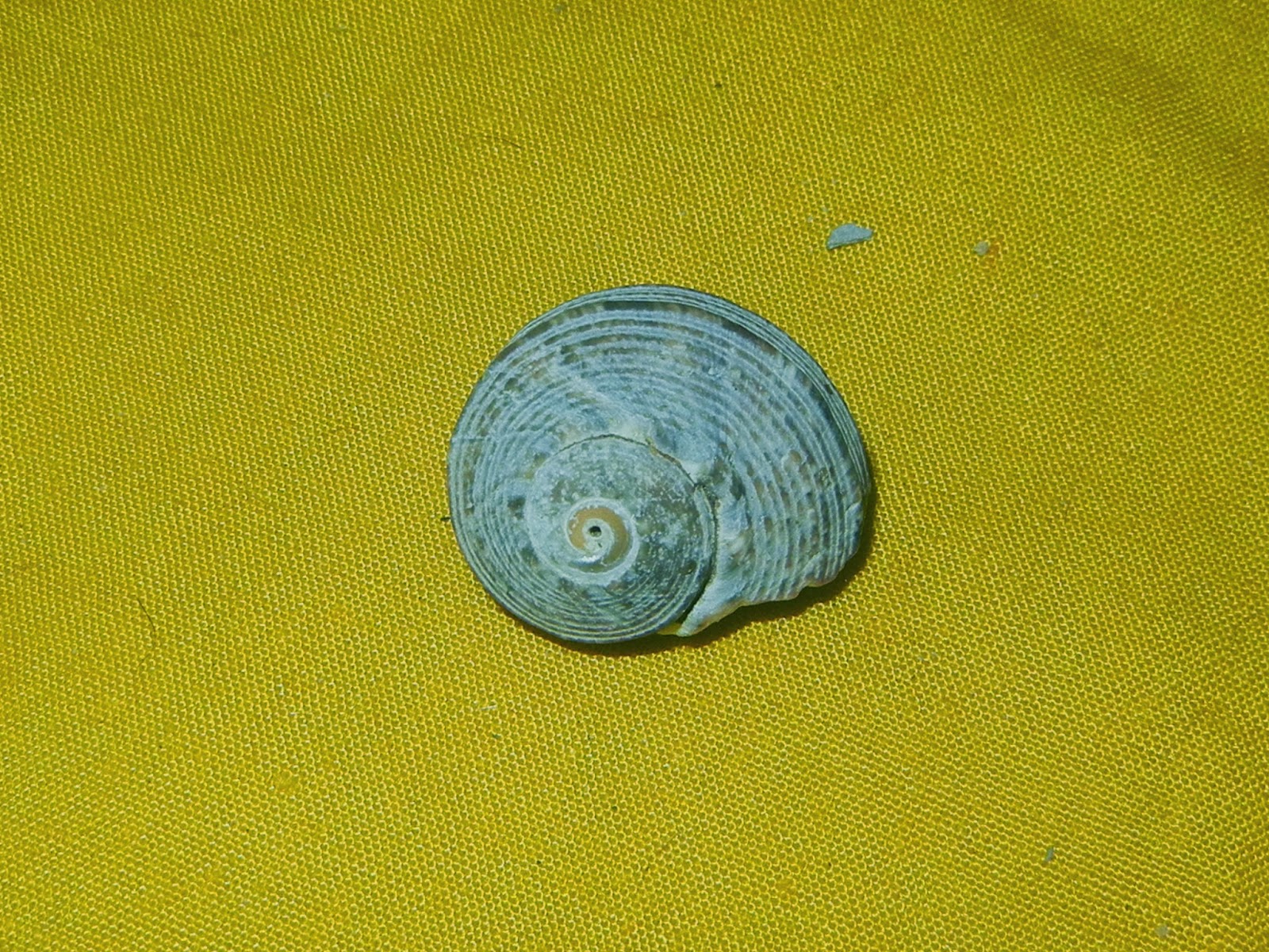 GELIGA KINABALU: ISI SIPUT JADI BATU