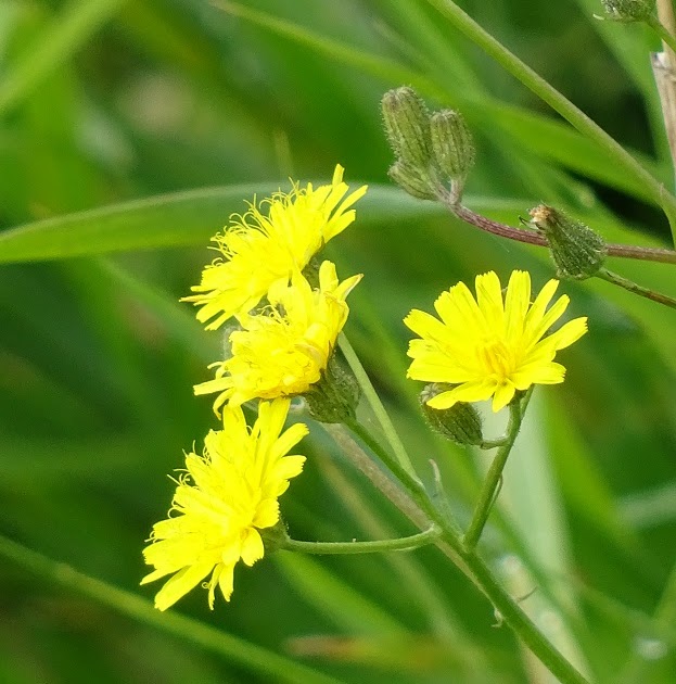 Our photos : Biggenkruid