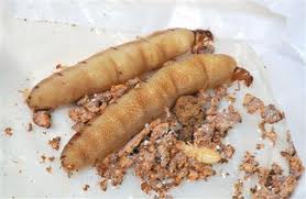 MANAJEMEN RAYAP: RAJA DAN RATU RAYAP