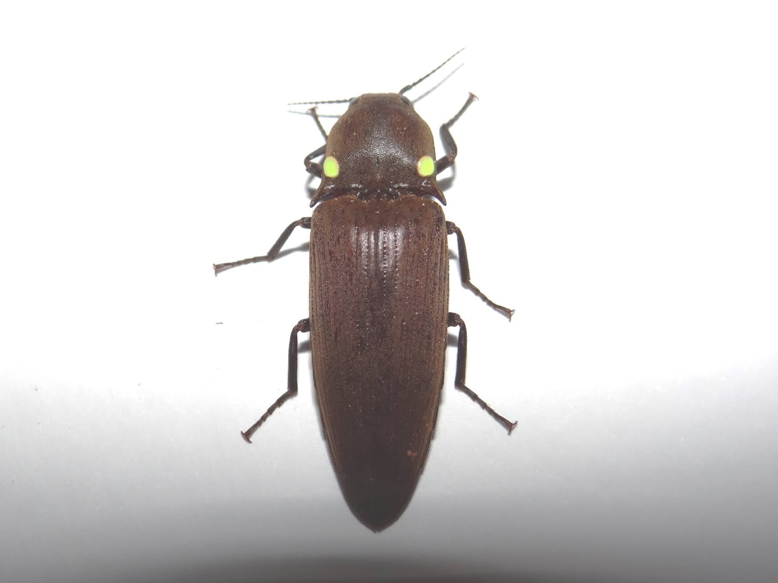 Blog do Ademir Carosia: Pyrophorus noctilucus