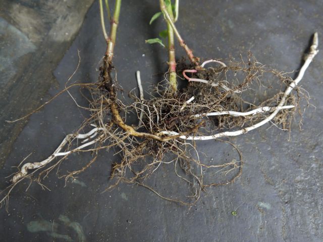 Weed 1 | UBC Botanical Garden Forums