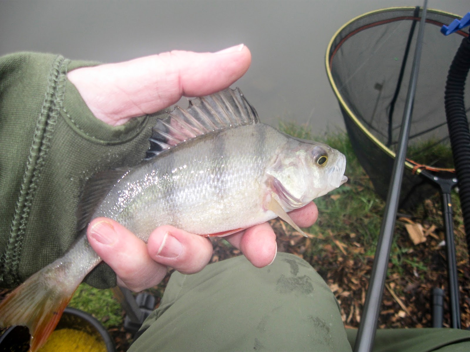 How to drown maggots : Pole fishing and me!