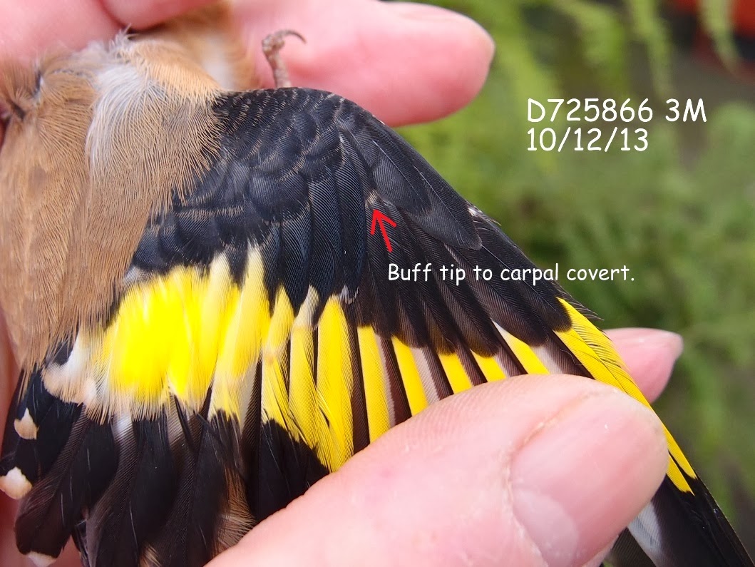 Two in a bush: Ageing Goldfinches: a photographic guide.