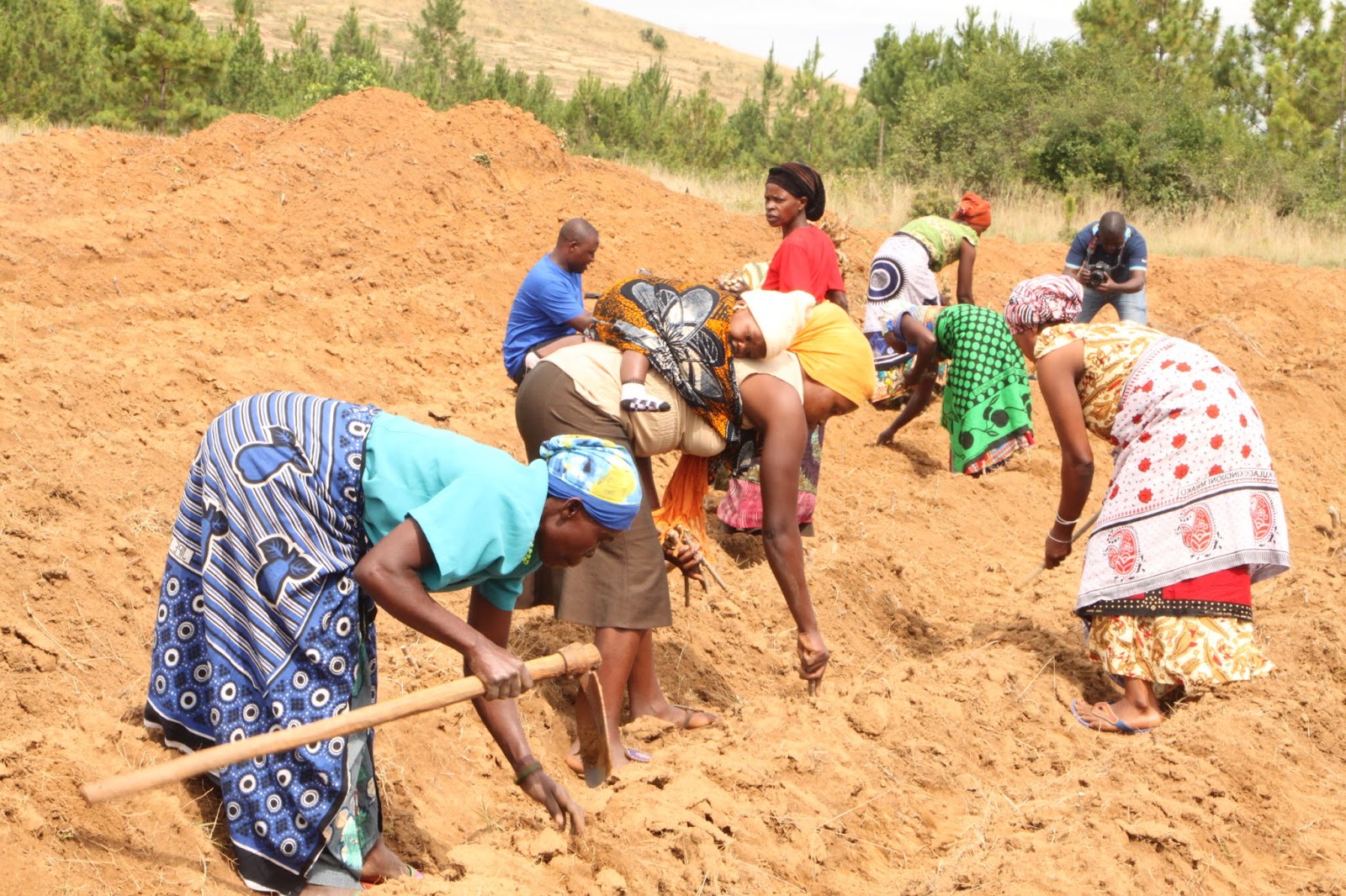 Kilimo Kwanza : Mbegu Bora za Migomba , Vazi Lishe na Mihogo Kuwakomboa ...