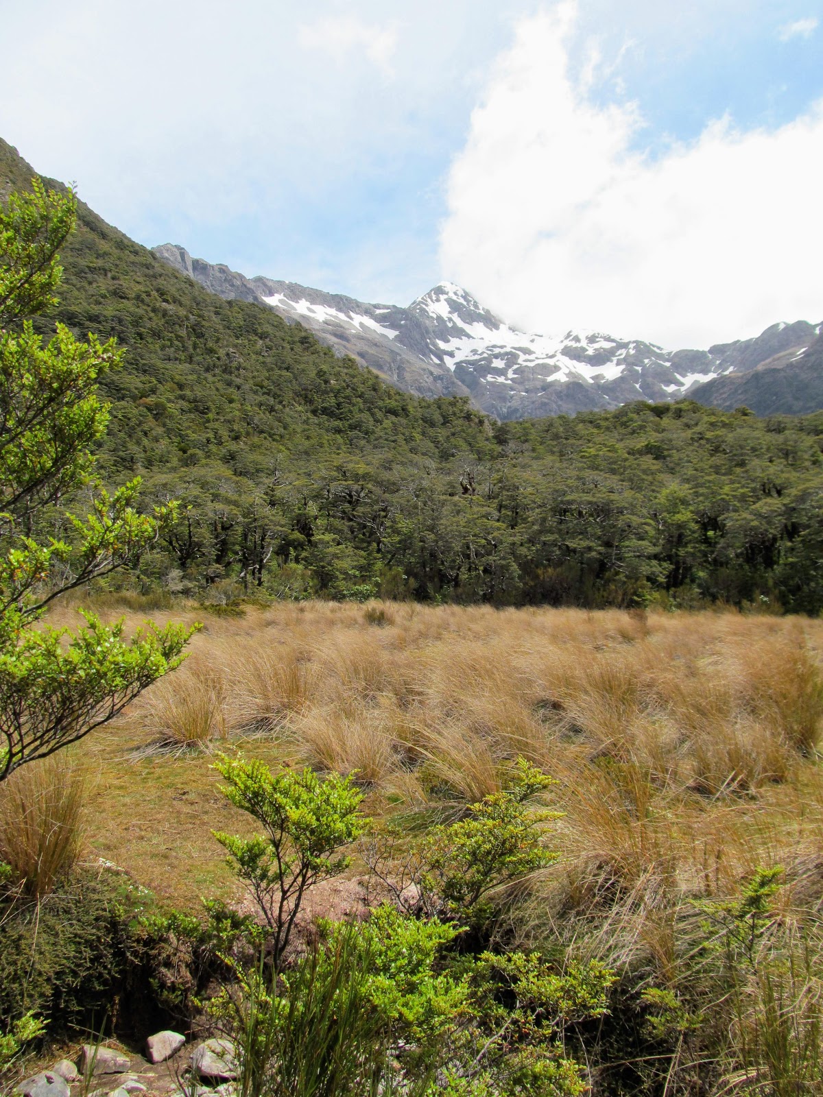 Tramping in the New Zealand backcountry: NZ Bush Adventures: Arthur's ...