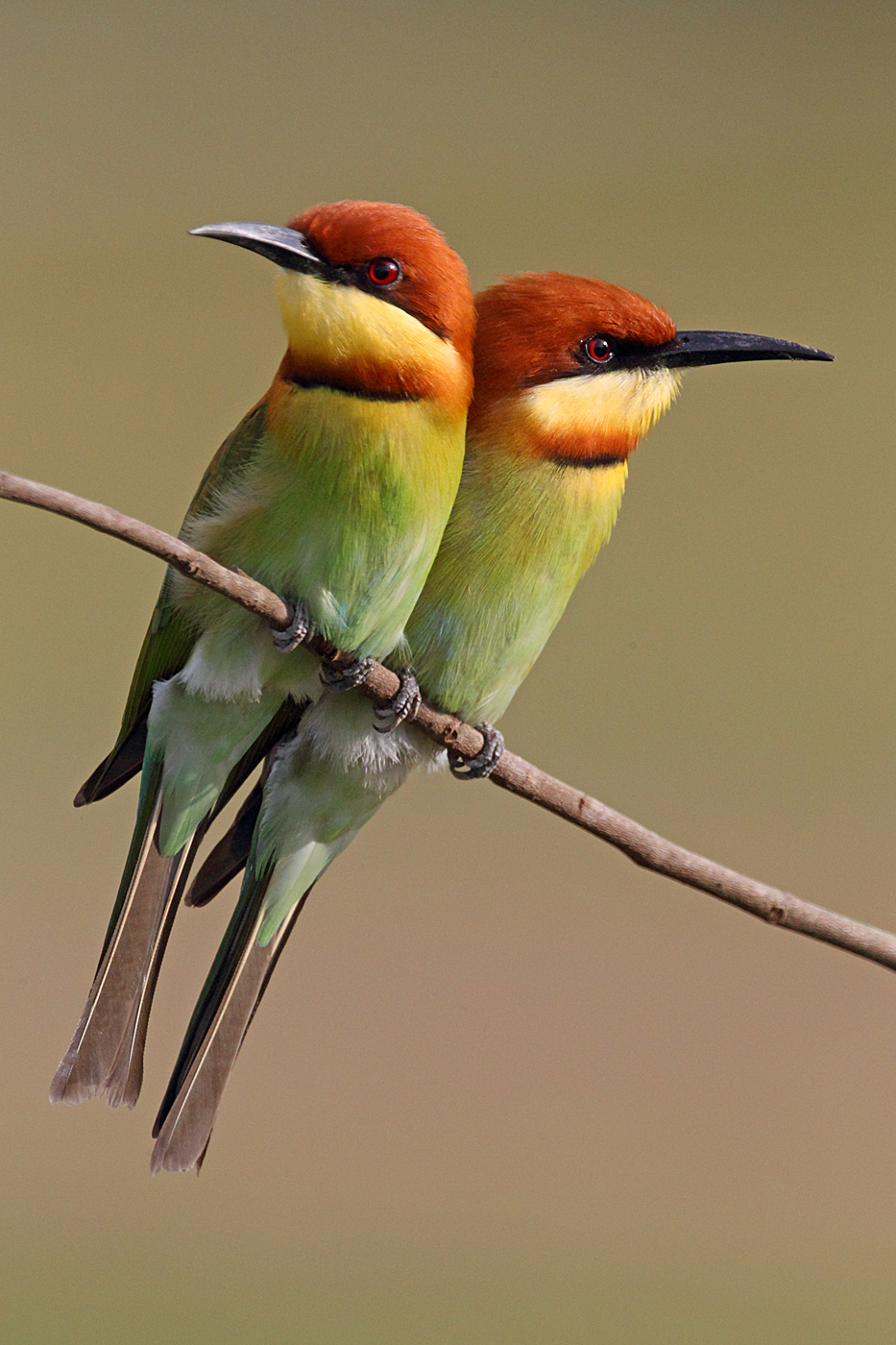 Kek Lok Si Temple: The most ornate Bee-eater colony