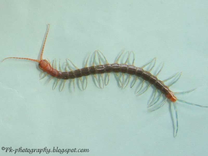 Red Head Centipede | Nature, Cultural, and Travel Photography Blog