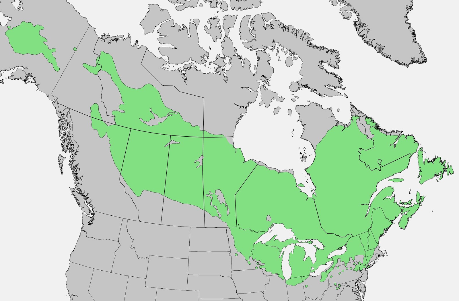 Replant.ca Environmental: The Tamarack tree (Larix laricina)