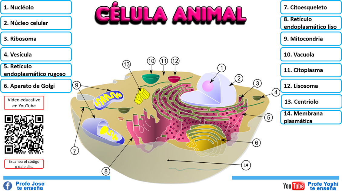 ORGANELOS DE LA CÉLULA ANIMAL