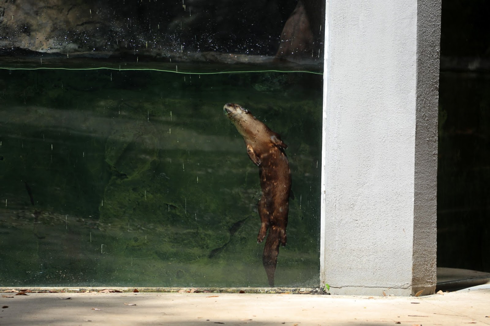 My Kampah: 4/11/19 GreenBrook Garden