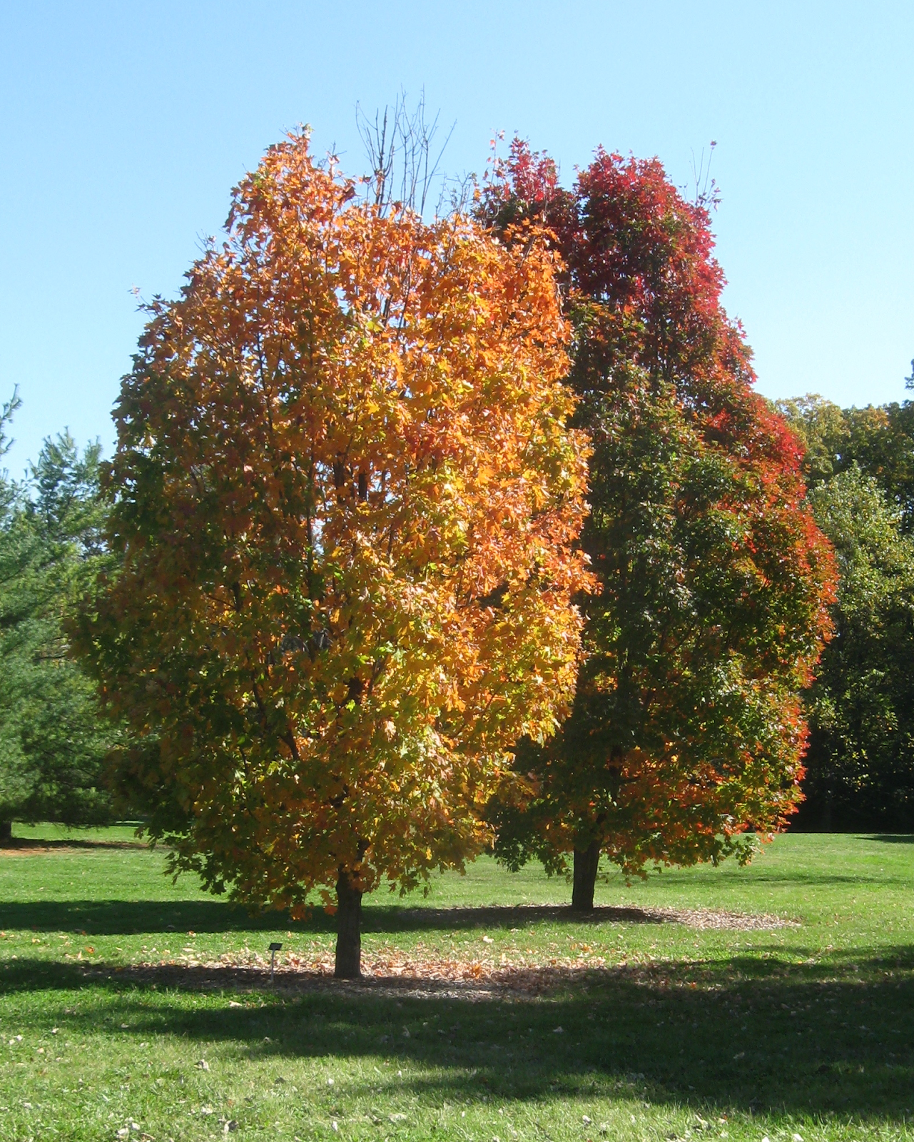 randuwa: National Arboretum Big Day, part 1: Gardens of State Trees