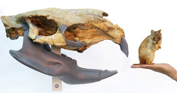 The Largest to Have Existed—Giant Rat Fossils | Geology In
