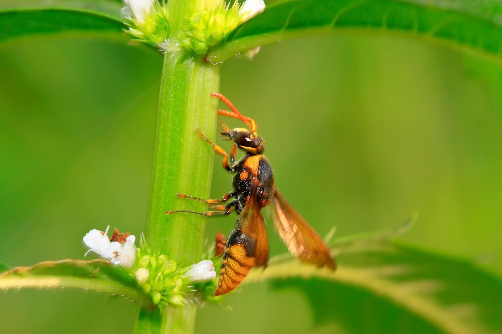 Avon Pest Control Blog: How-to safely remove bees and wasps from your home? Avon Pest Control Blog: How-to safely remove bees and wasps from your home?