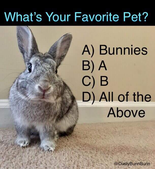 Rabbit Ramblings: Funny Bunny Monday Meme*day