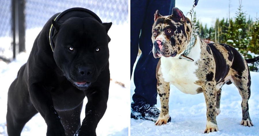 These Top 10 Dogs Are Most Fearsome Dog Breeds That Exist in The World