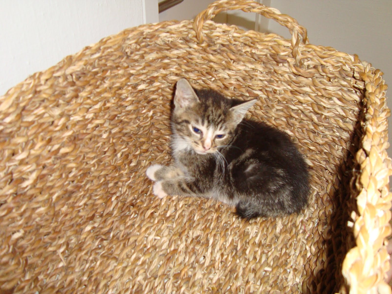 Kattekillinger til salg