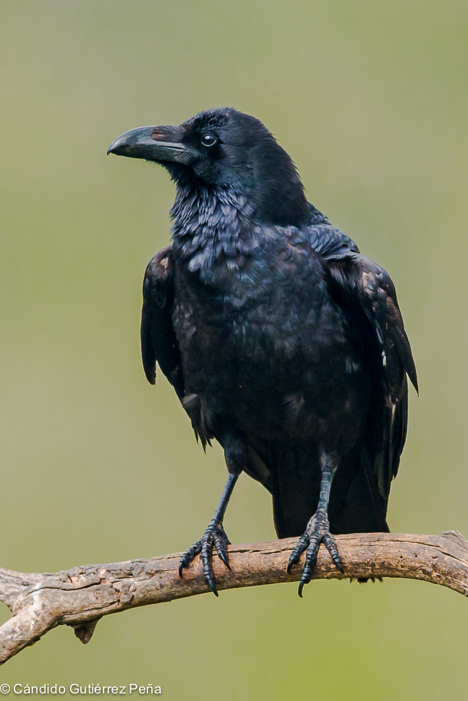 CUERVO GRANDE - Corvus Corax | Observatorio de la Naturaleza