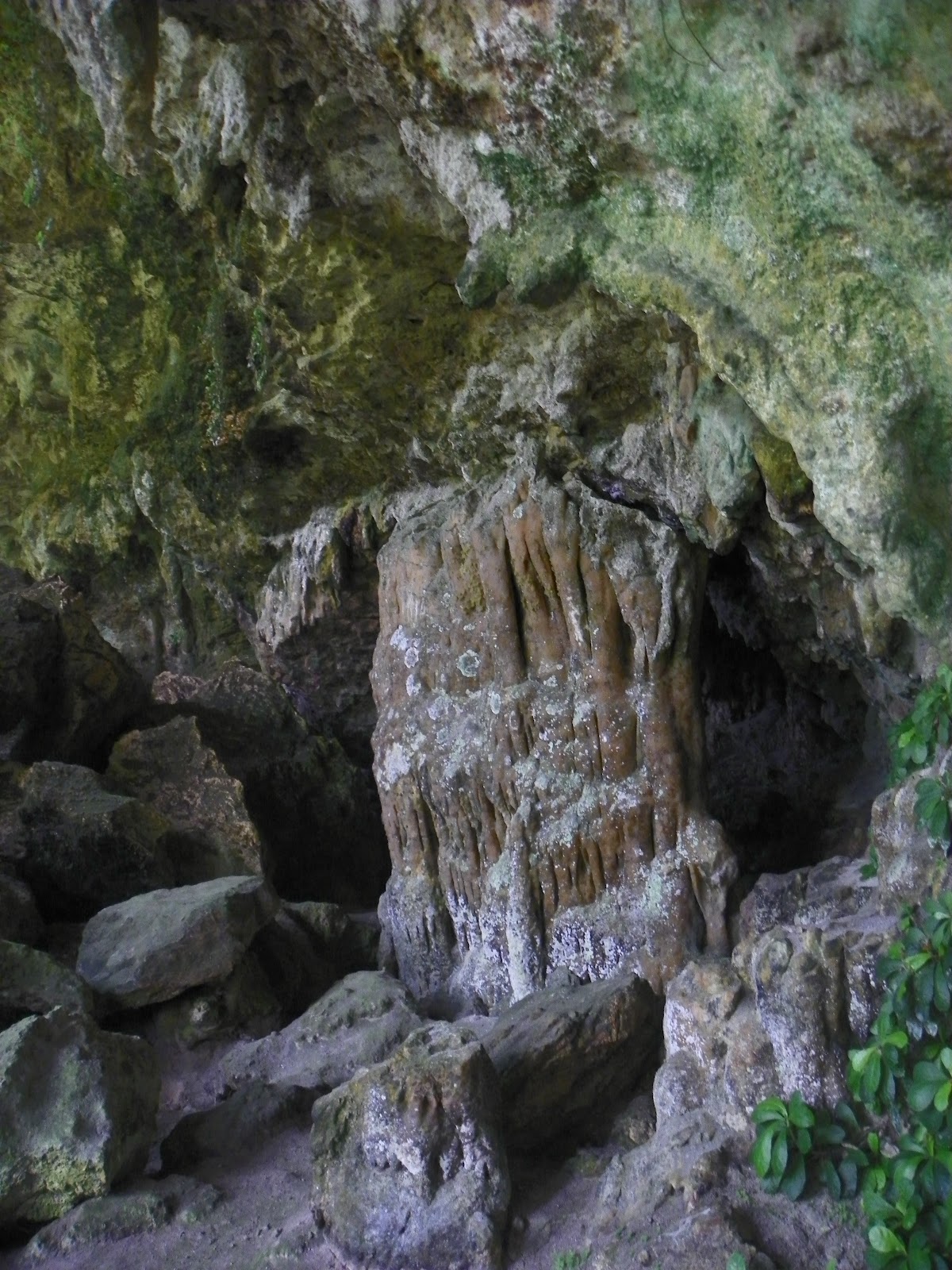 Guardianes Naturalistas: El Bosque Estatal de Río Abajo
