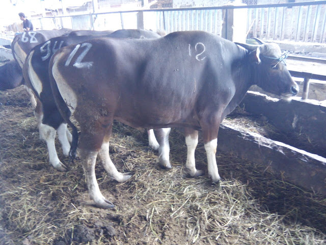 Mengenal Jenis Sapi : Sapi Limousin, Sapi Brahman, Sapi Simental, Sapi ...