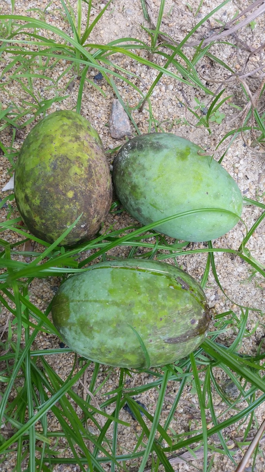 Warisan Petani: Buah Kuini