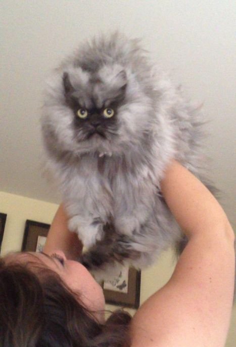 Cat with the Longest Fur : Colonel Meow - Guinness World Record holder ...
