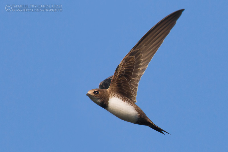 Alpine Swift | BD PIGEONS