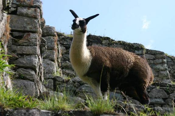 Real or Fake? 8 Bizarre Hybrid Animals | NagaNewsJournal