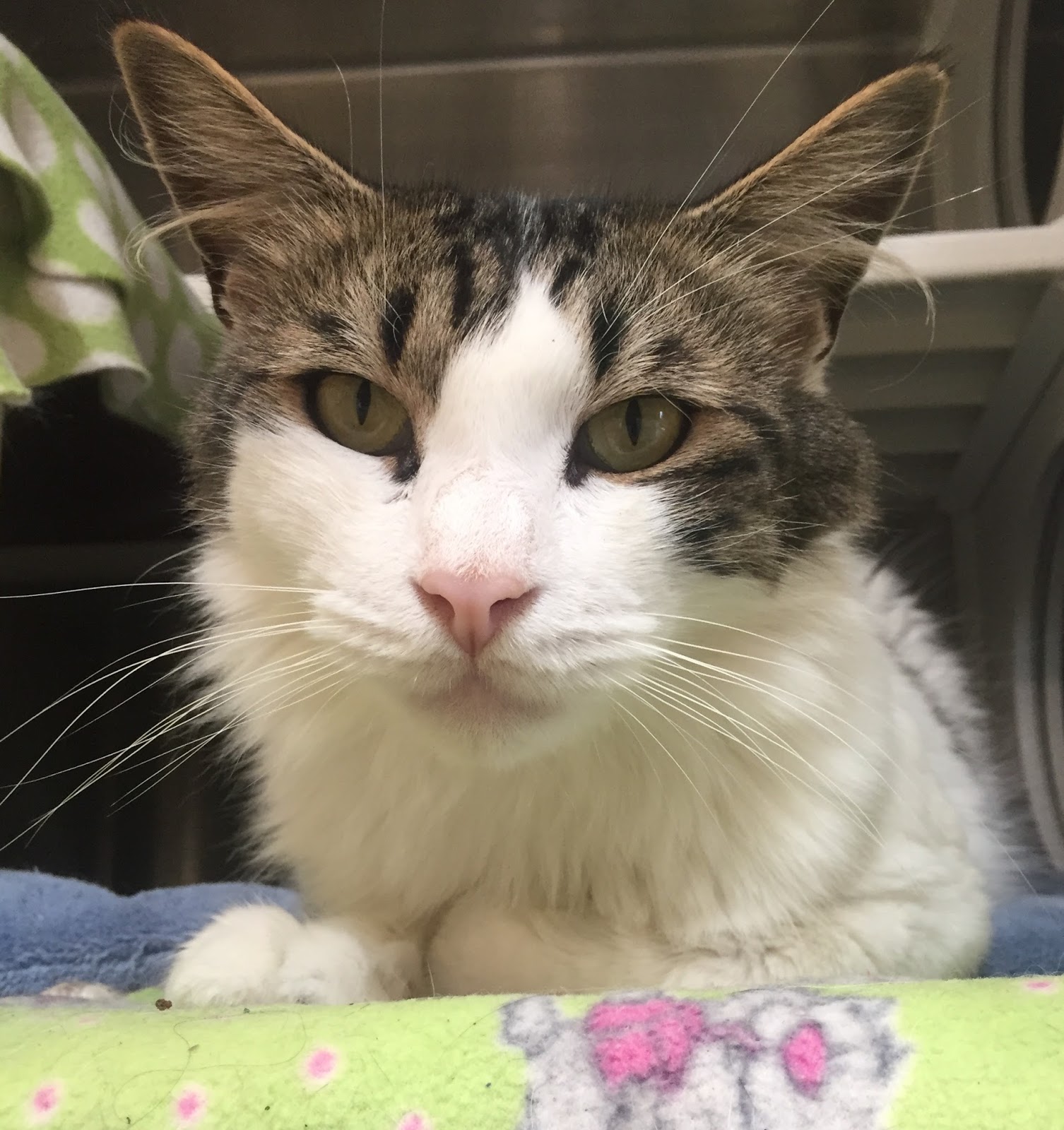 Progressive Charlestown: Kitty of the week