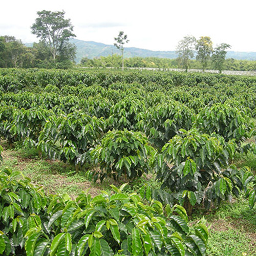Café (Coffea spp.) - Frutas del mundo