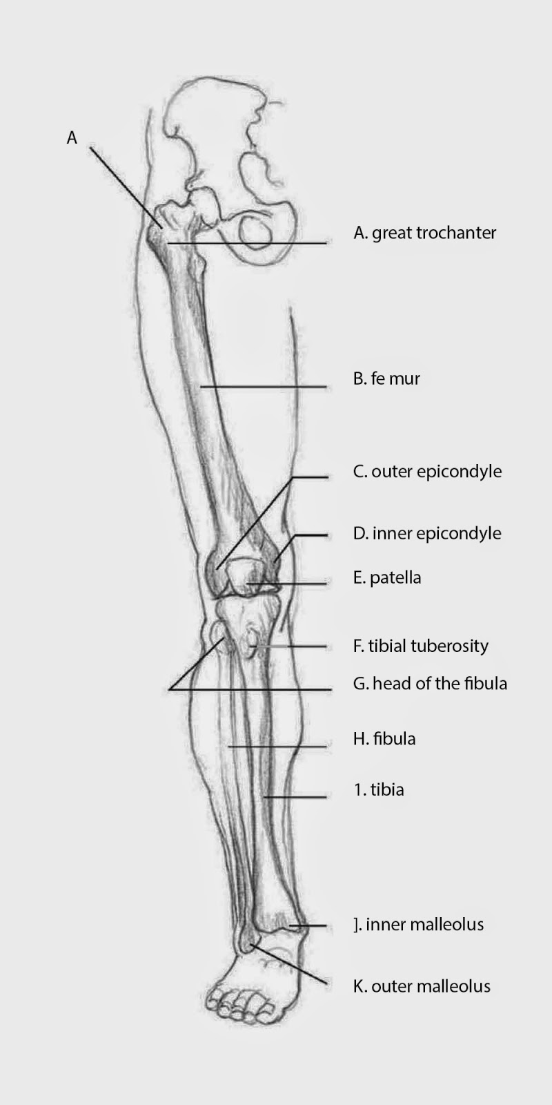 Drawings: SKETCHING THE LEG FRONT VIEW